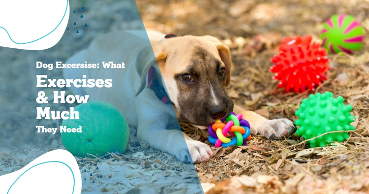 Dog Exercise: What Exercises and How Much They Need – Nuesta Pets