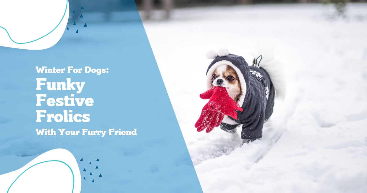 Winter For Dogs: Funky Festive Frolics With Your Furry Friend – Nuesta Pets